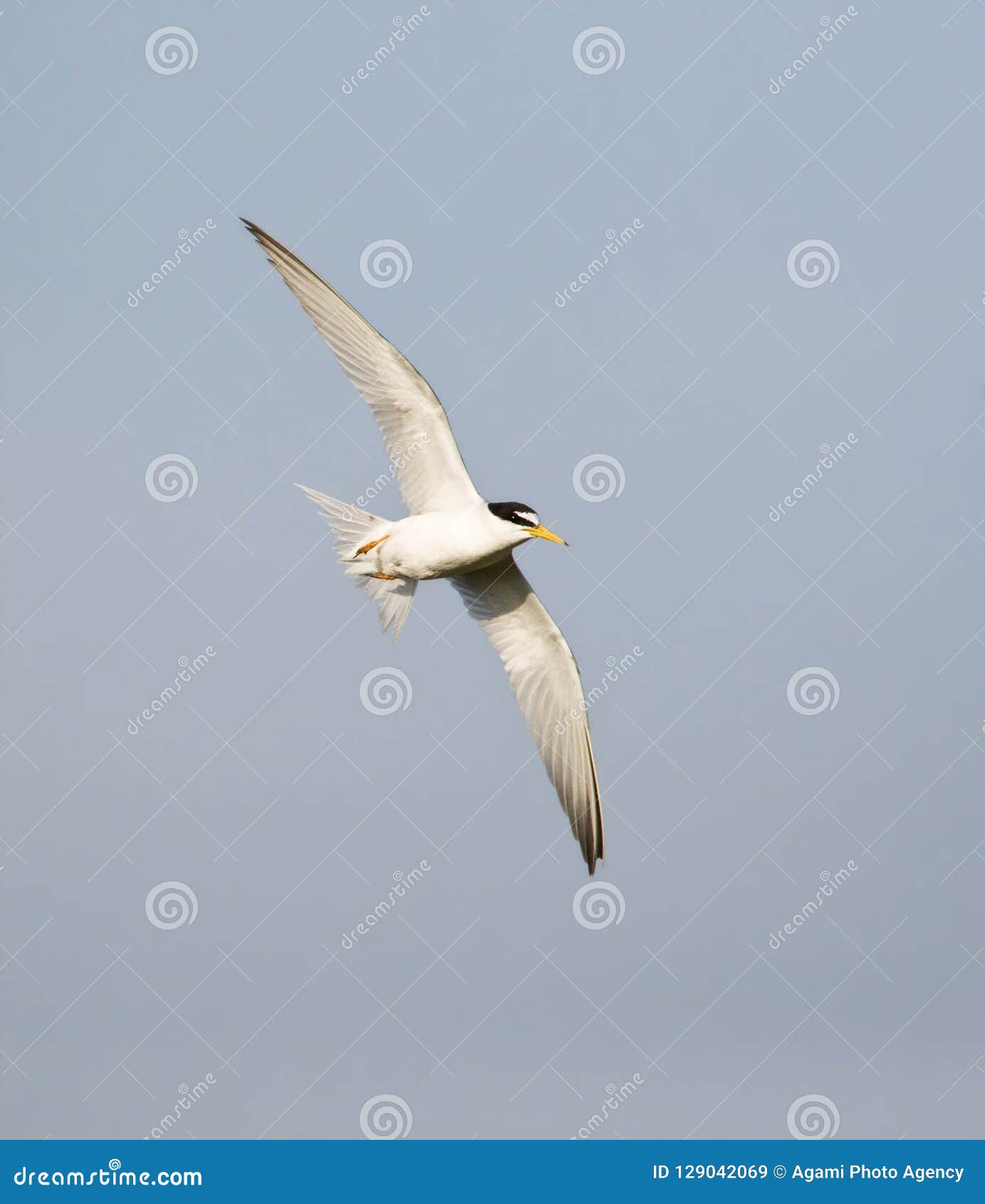 Dwergstern, Little Tern, Sternula Albifrons Stock Image - Image of ...