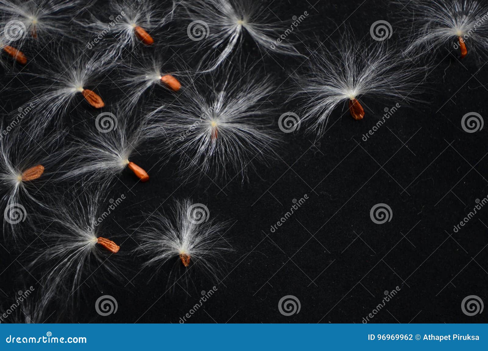 DWhite Feather of Wild Seed for Breed Dispersal Stock Photo - Image of ...
