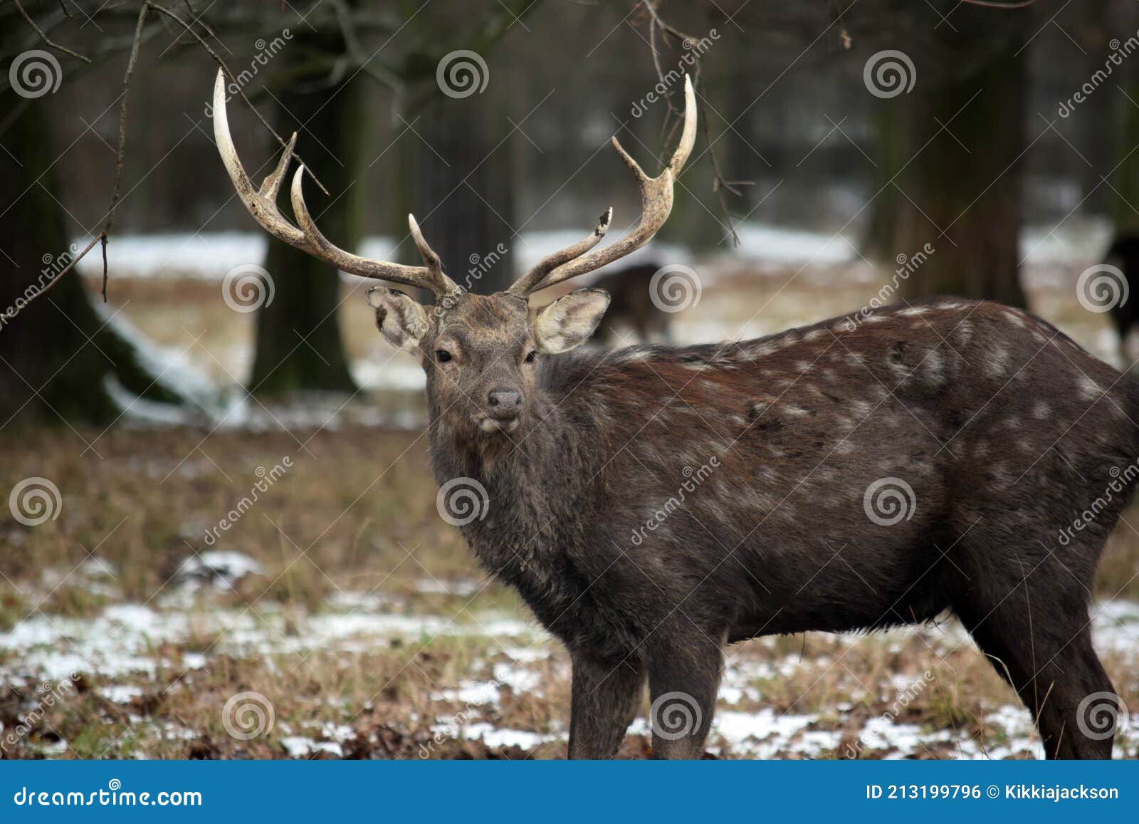 Deer Close-up,beautiful Muzzle Of A Young Deer Looking Into The Lens ...