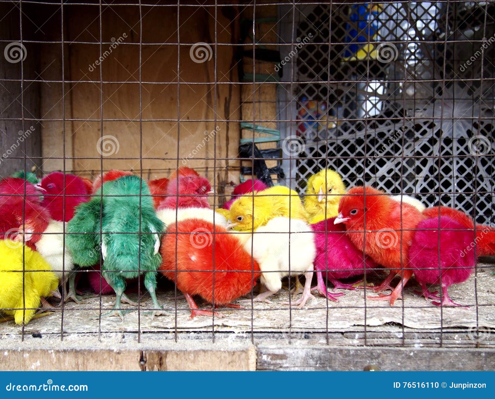 Dye colored chicks stock photo. Image of chicken, young - 76516110