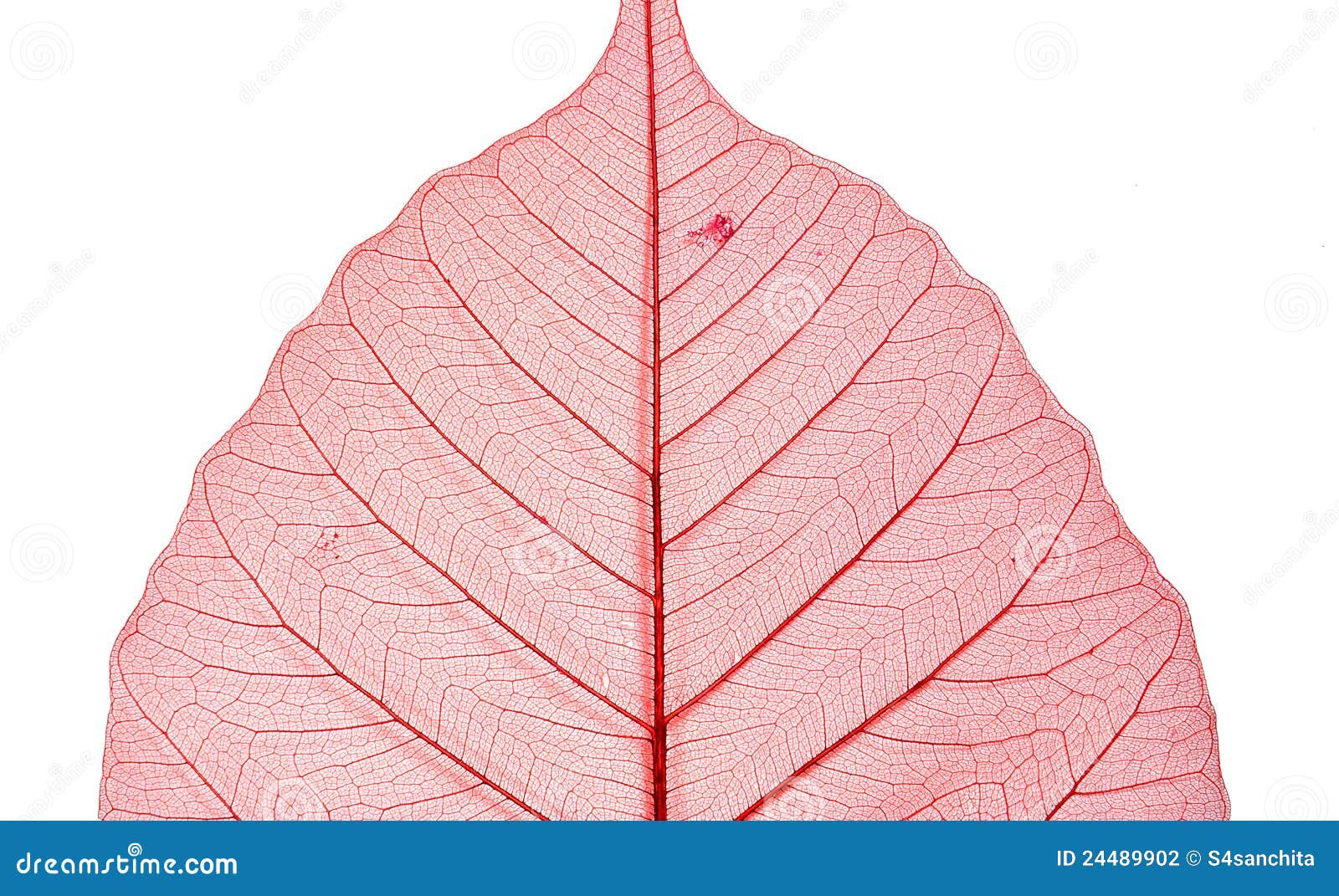 Close Up Of Peepal Tree Ficus Religiosaor Bodhi Or Pippala Or Ashwattha ...