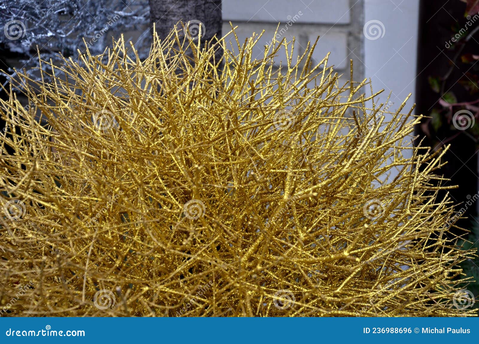 Dyed Mistletoe on a Tree Growing in a Crown on Top of a Pine and ...