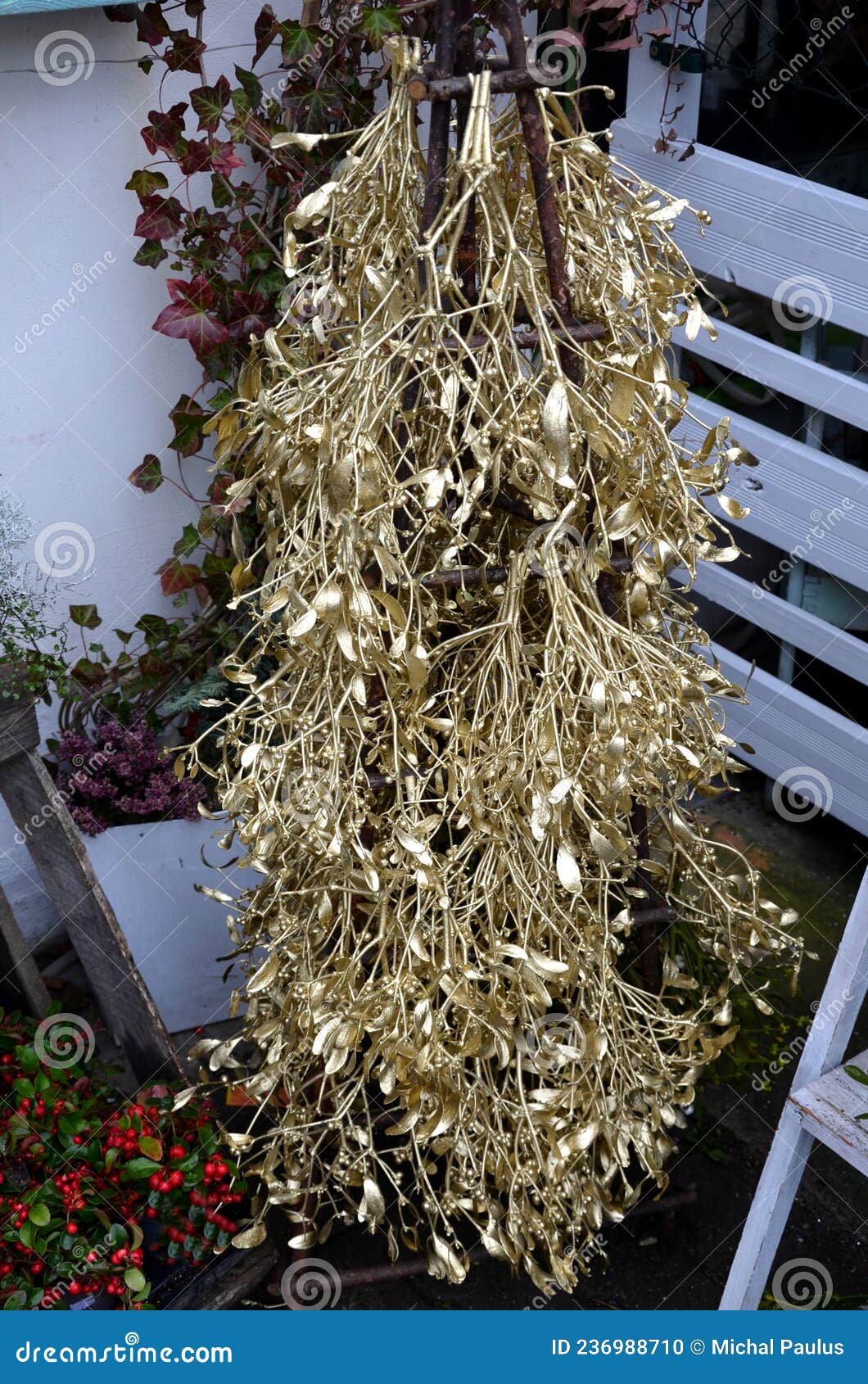 Dyed Mistletoe on a Tree Growing in a Crown on Top of a Pine and ...