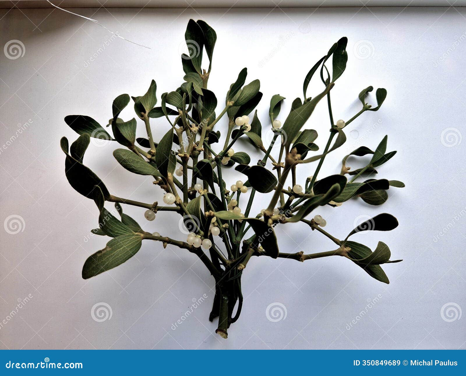 Dyed Mistletoe on a Tree Growing in a Crown on Top of a Pine and Stock ...