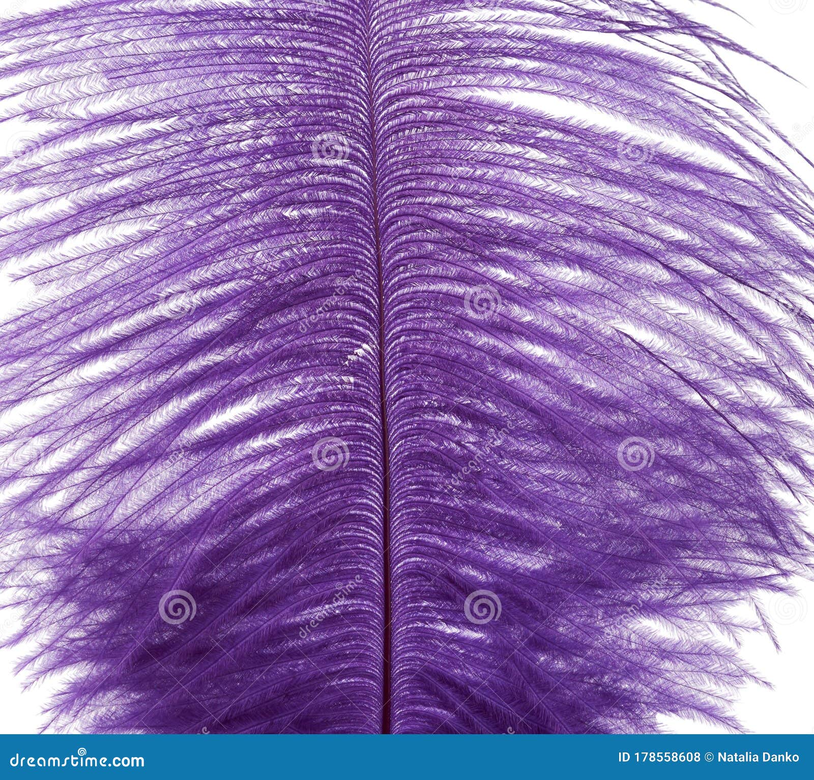 Dyed Purple Ostrich Feather Isolated on White Background Stock Photo ...