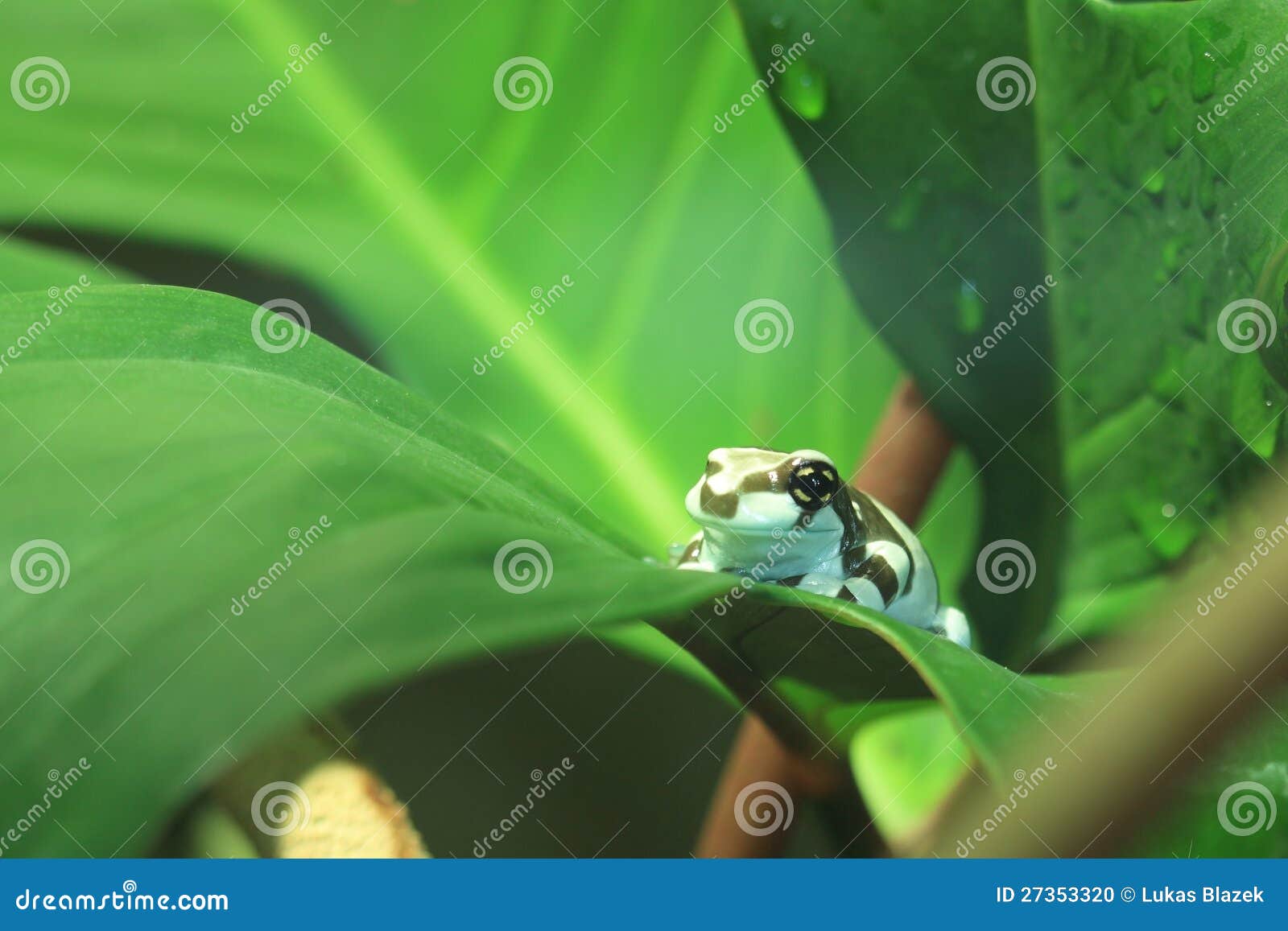 Dyeing Dart Frog, Tinc Or Dendrobates Tinctorius Lorenzo Stock Image ...