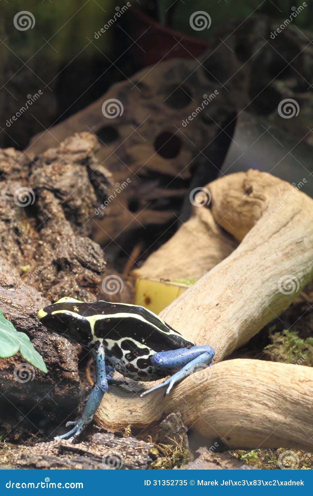 Dyeing Dart Frog, Tinc Or Dendrobates Tinctorius Lorenzo Stock Image ...