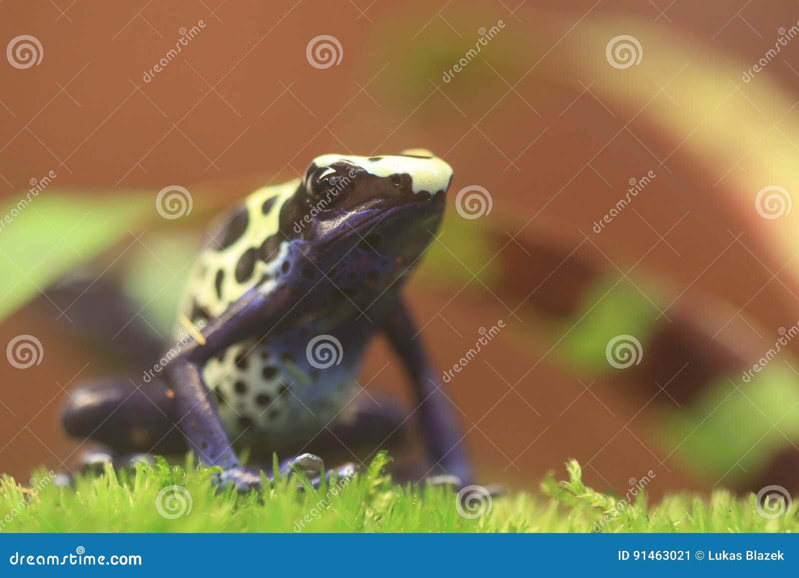 Dyeing Dart Frog, Tinc Or Dendrobates Tinctorius Lorenzo Stock Image ...