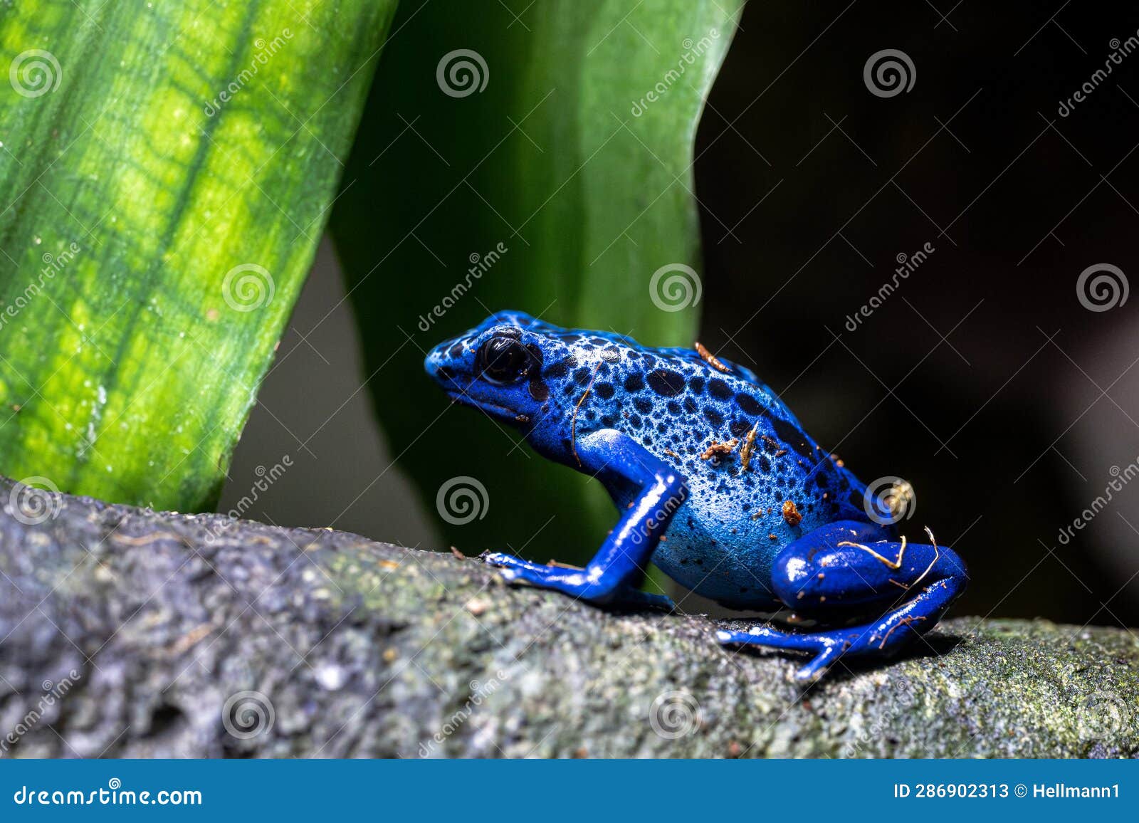 Dyeing Poison Dart Frog Stock Image Image Of Tinctorius 286902313