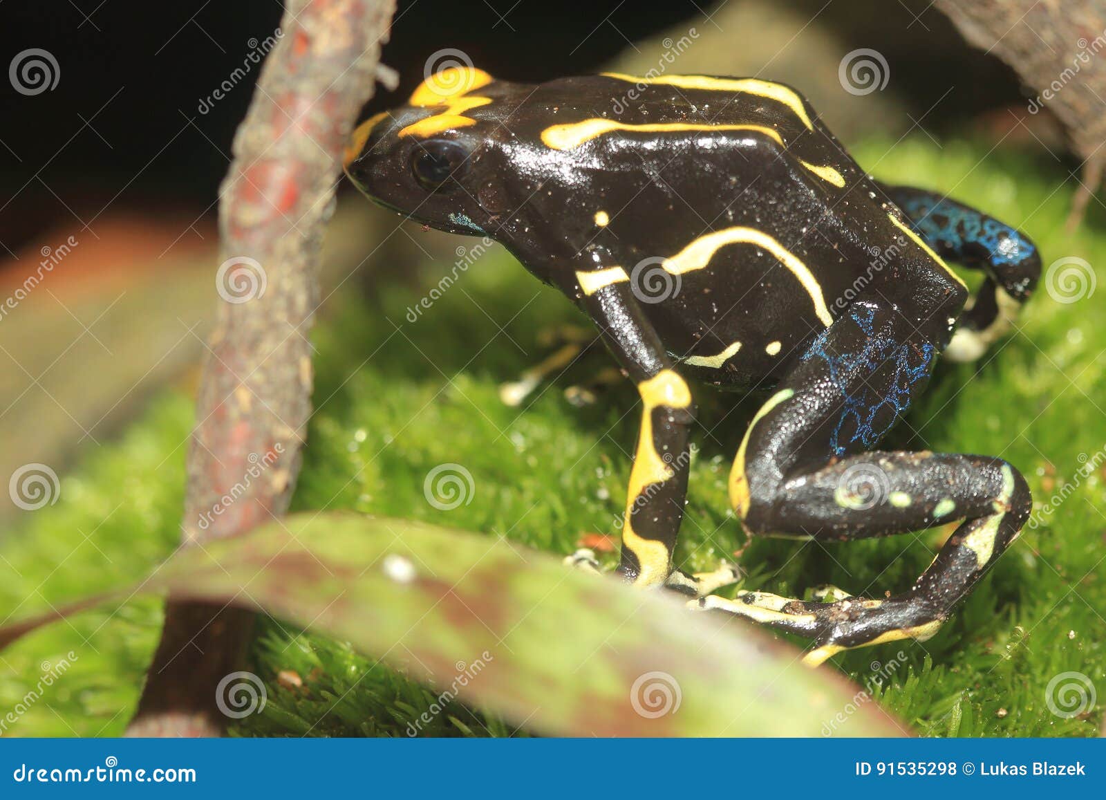 Dyeing poison frog stock photo. Image of tinctorius, poison - 91535298