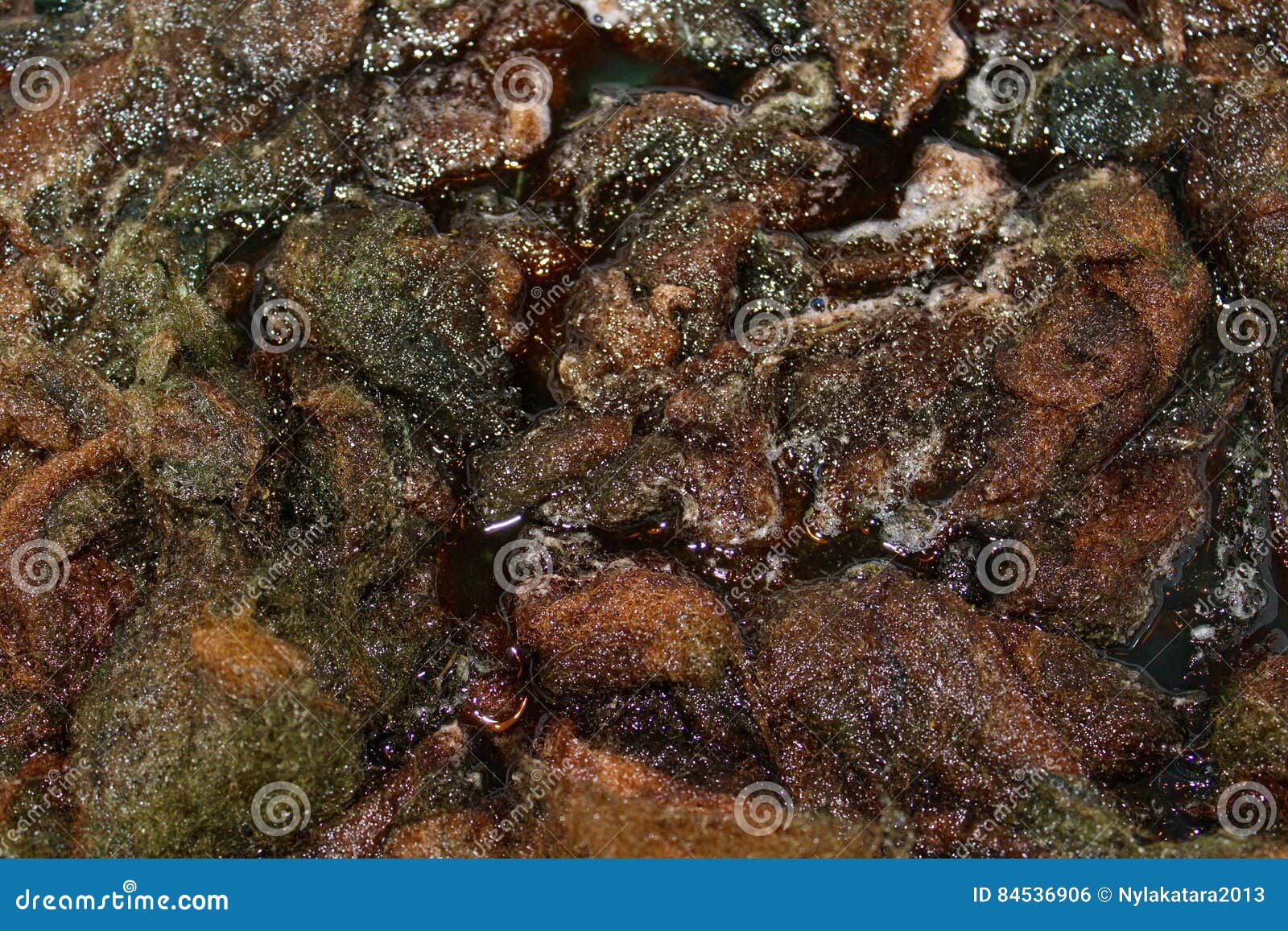 Dyeing sheep wool stock photo. Image of weaving, felt - 84536906