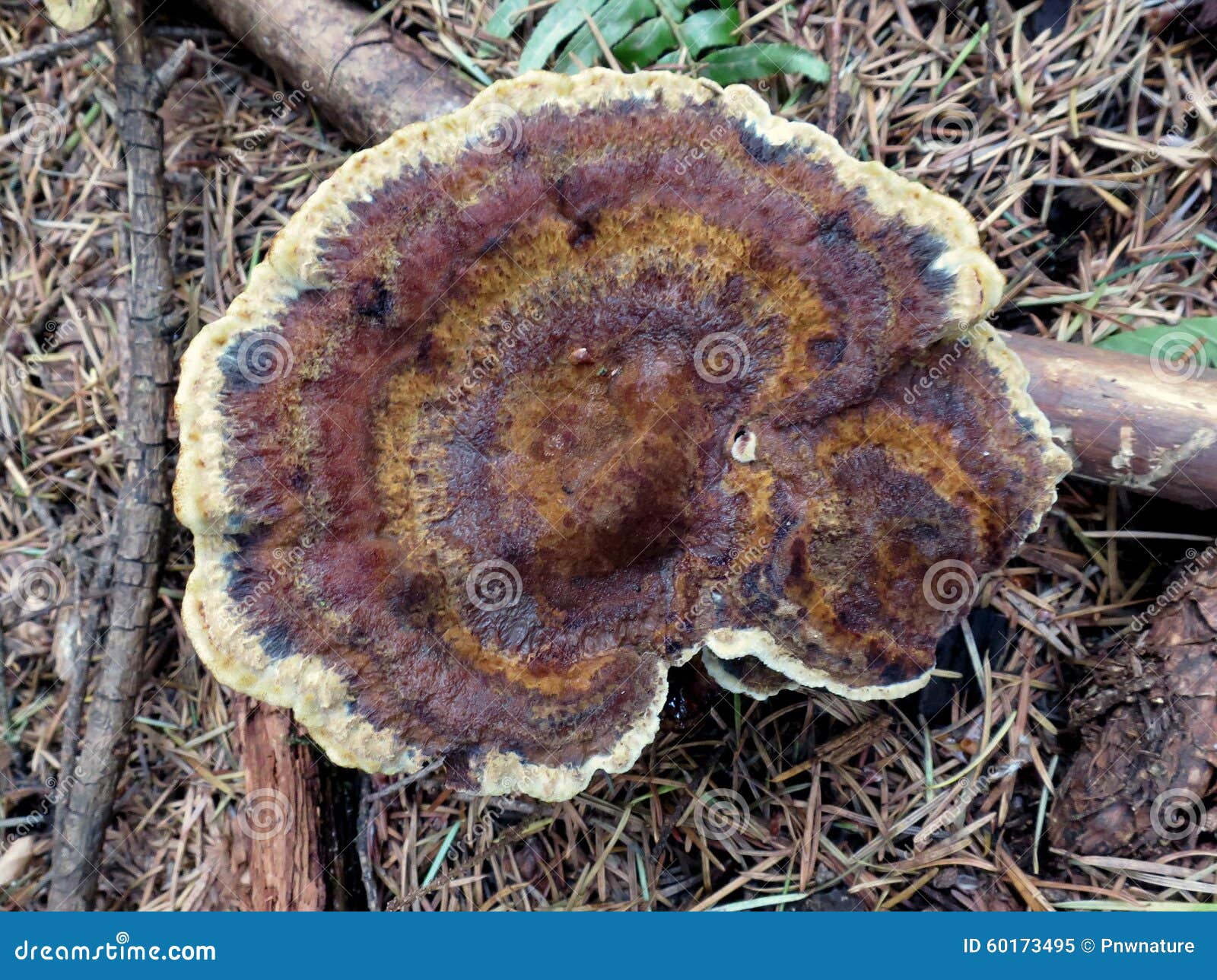 Dyer S Polypore - Phaeolus Schweinitzii Stock Image - Image of nature ...