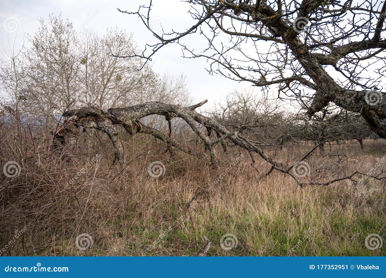 Dying apple orchard stock image. Image of agriculture - 177352951