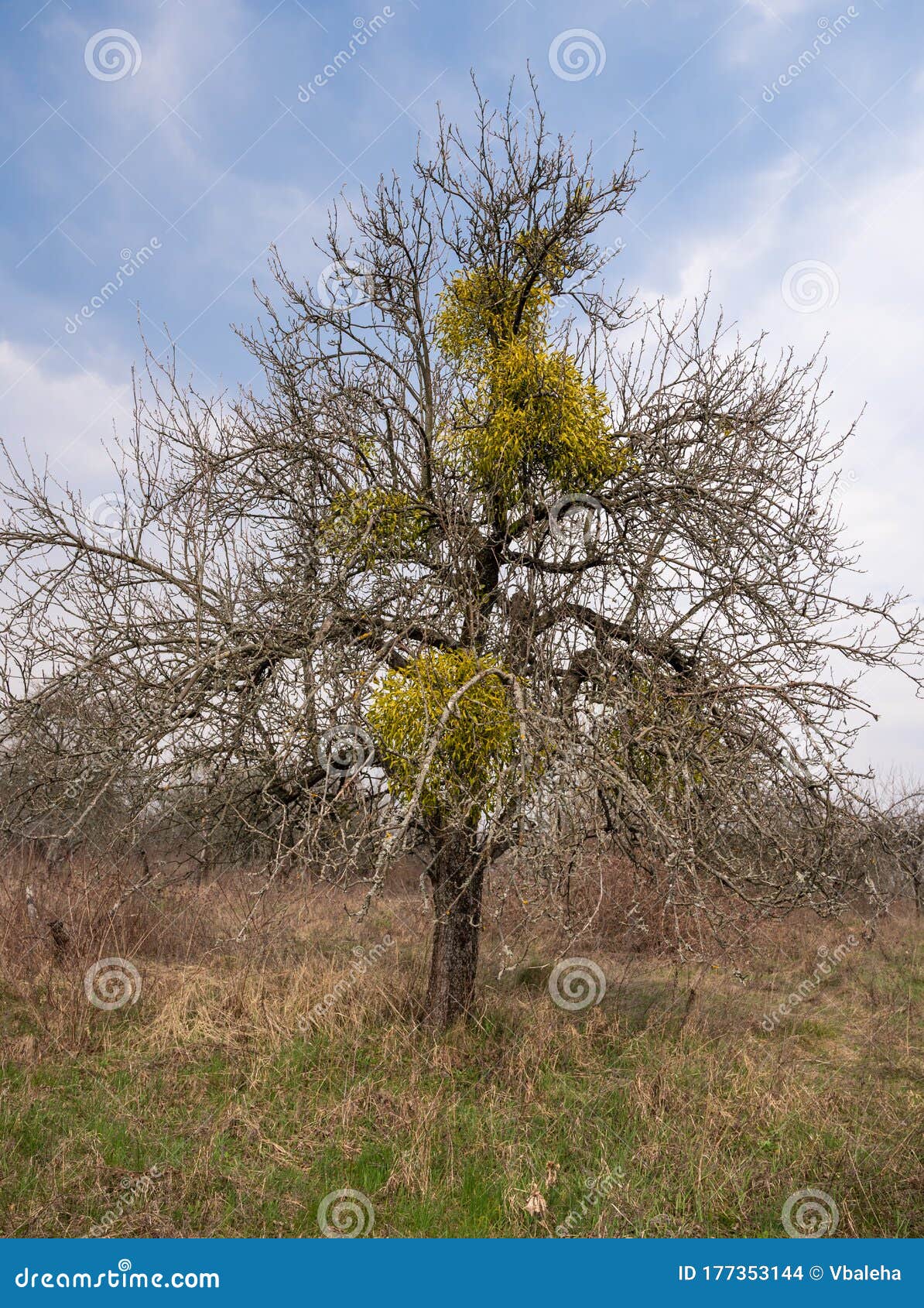 Dying apple orchard stock photo. Image of autumn, spring - 177353144