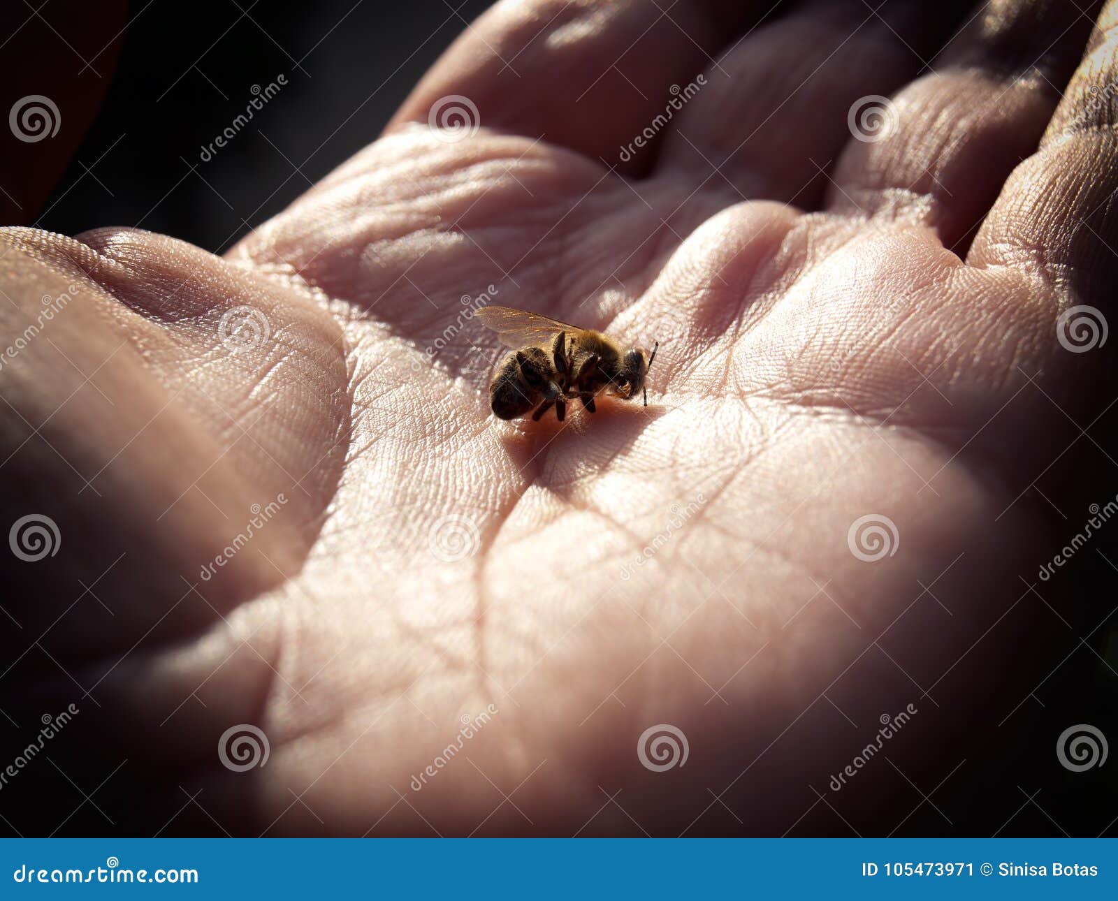 Dying bees stock image. Image of environment, agriculture - 105473971