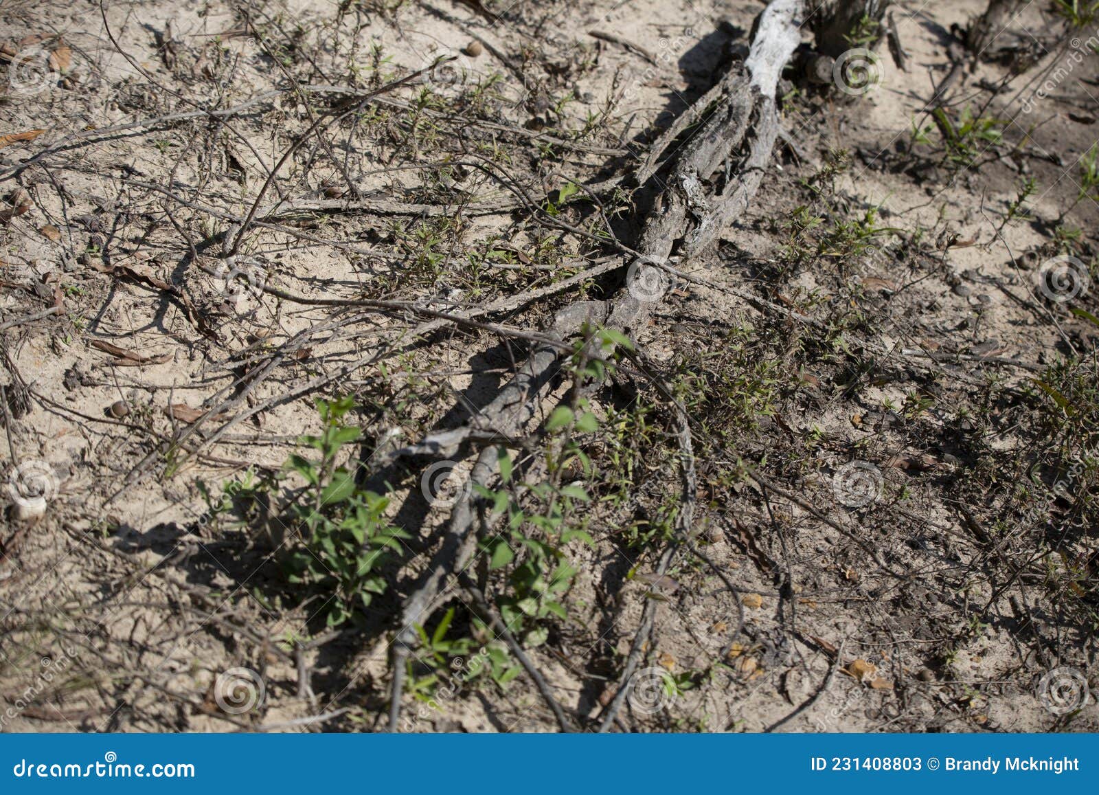 Dying Bush on the Ground stock image. Image of growth - 231408803