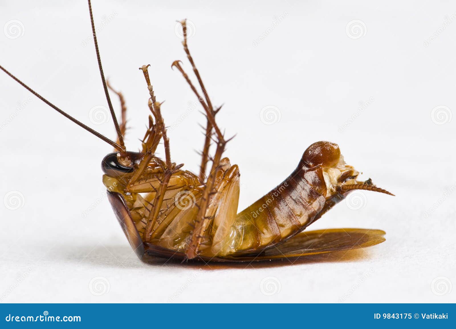 Dying cockroach stock image. Image of arthropod, crawly - 9843175