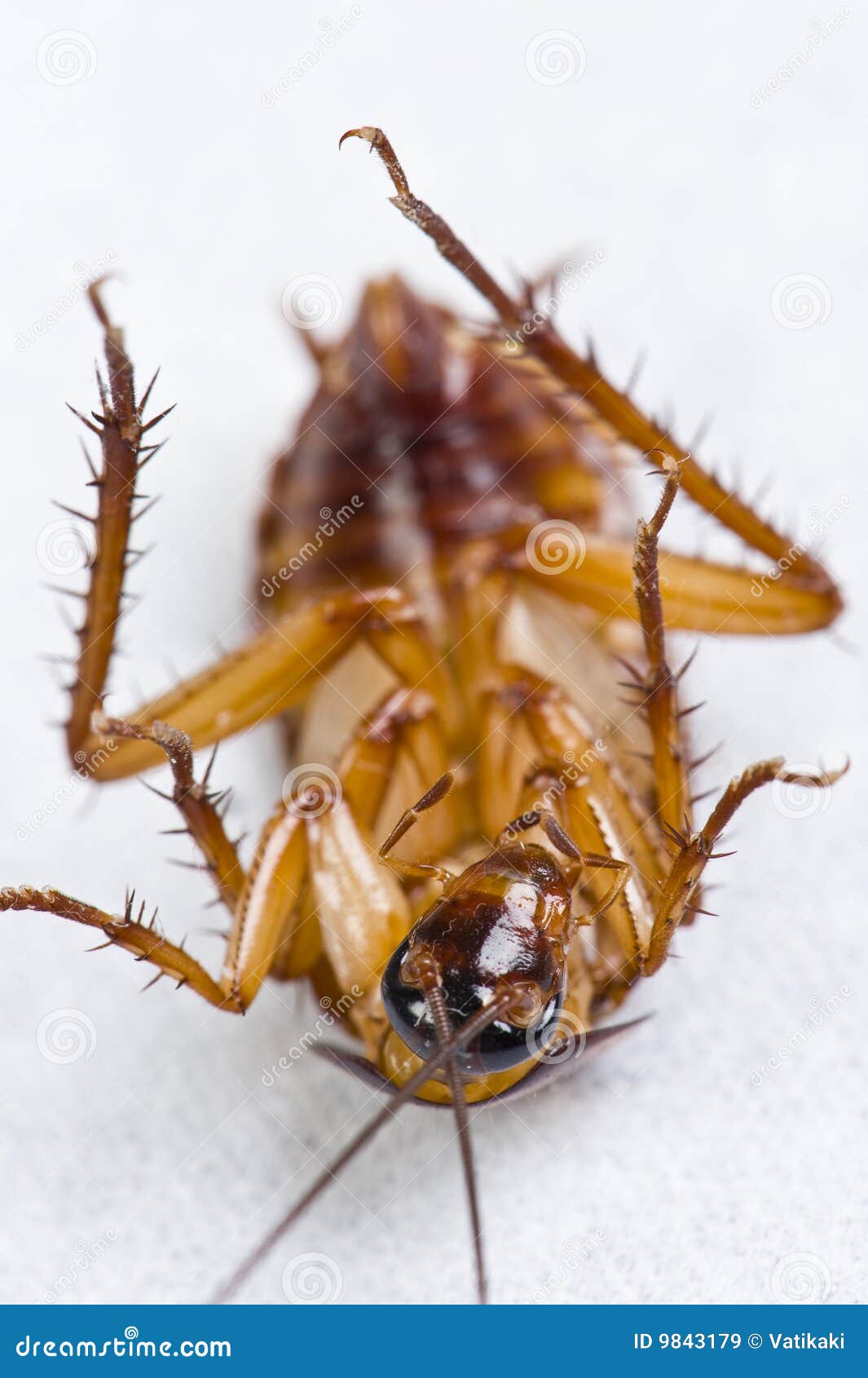 Dying cockroach stock image. Image of cockroach, control - 9843179