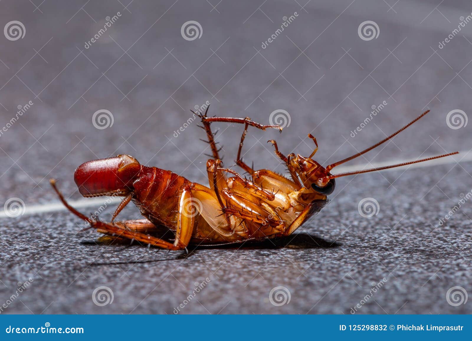 A Dying Cockroach with Her Egg at the End of Her Abdomen Stock Photo ...