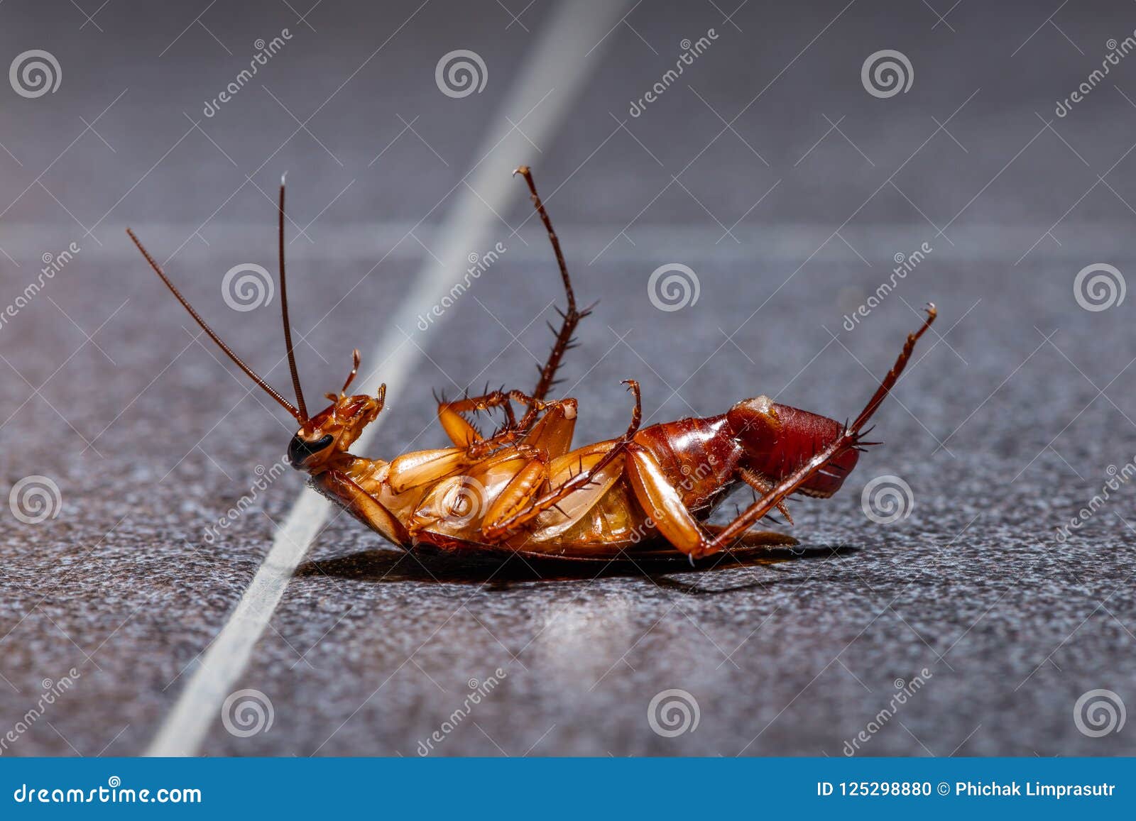 A Dying Cockroach with Her Egg at the End of Her Abdomen Stock Photo ...