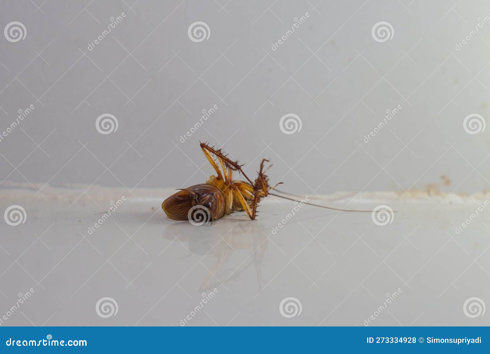 Dying Cockroach Lying Dead on the Floor of a Room Stock Photo - Image ...