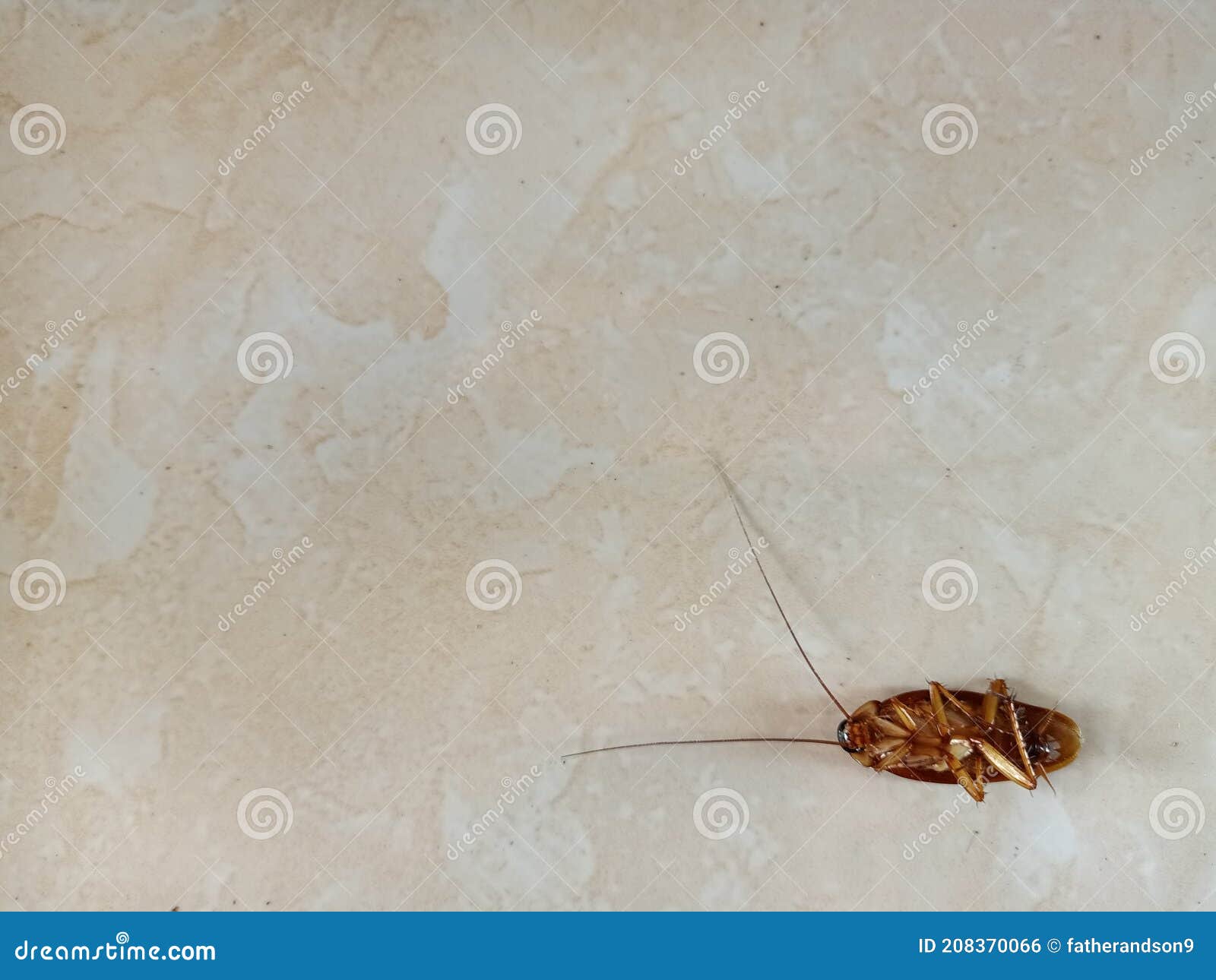 Dying Cockroach on Marble Floor Stock Photo - Image of insect ...