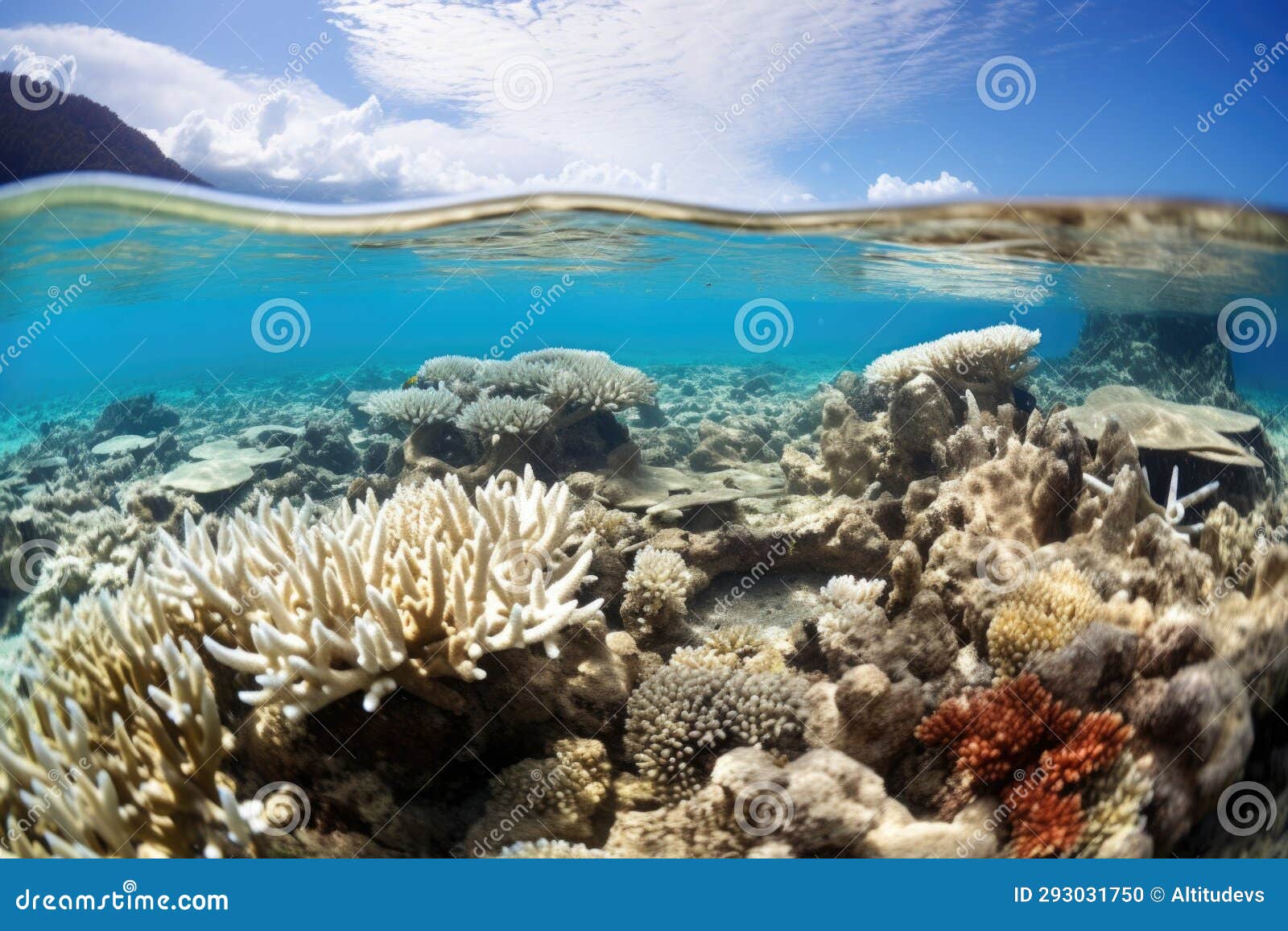 Dying Coral Reef Due To Ocean Acidification Stock Photo - Image of ...