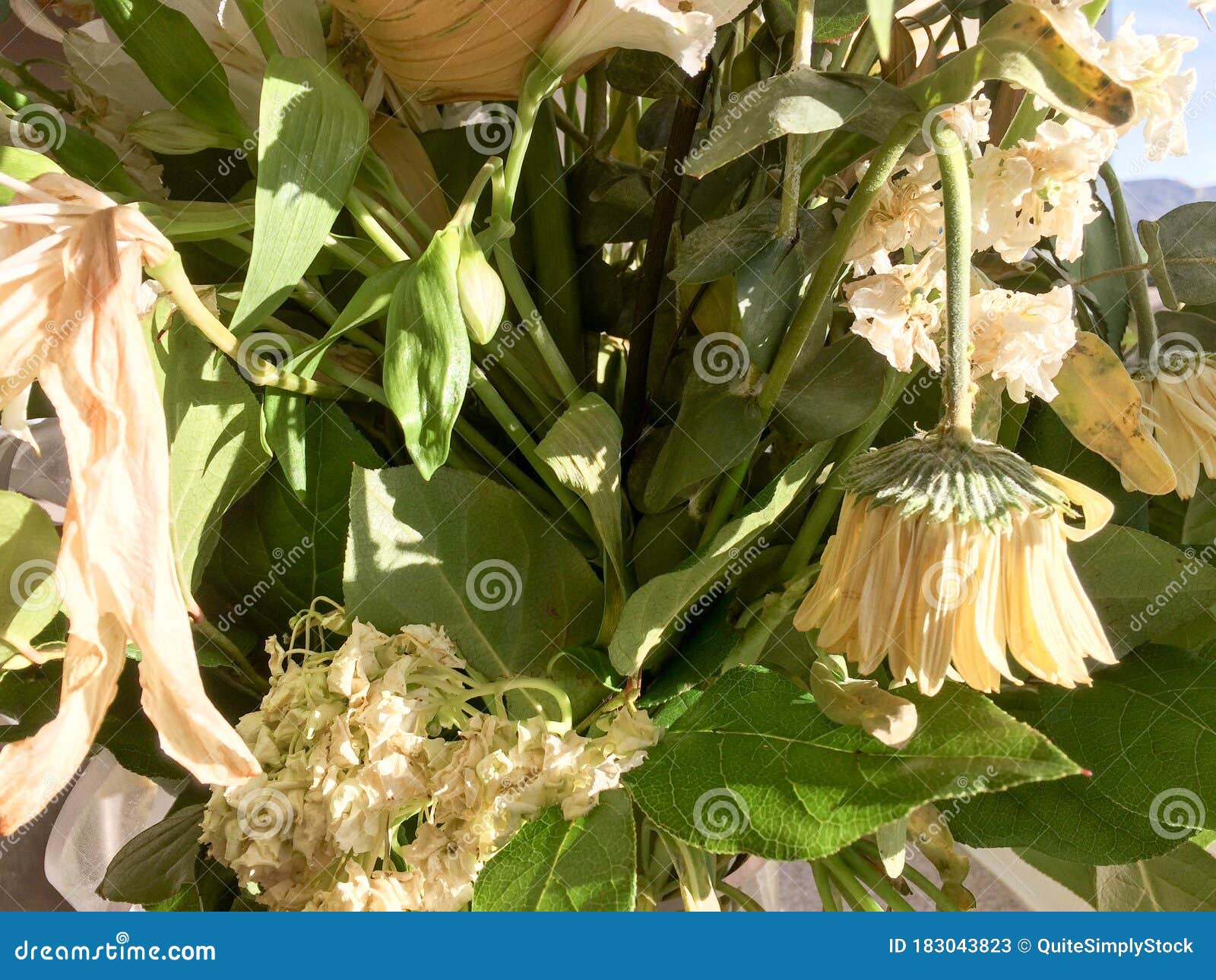 Dying Drooping Flowers Dry Without Water Stock Image Image Of Dead Droop 183043823