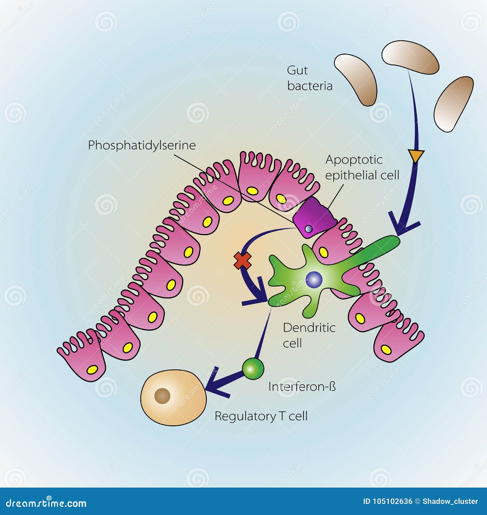 Epithelial Cells As Tetris Elements Cartoon Vector | CartoonDealer.com ...