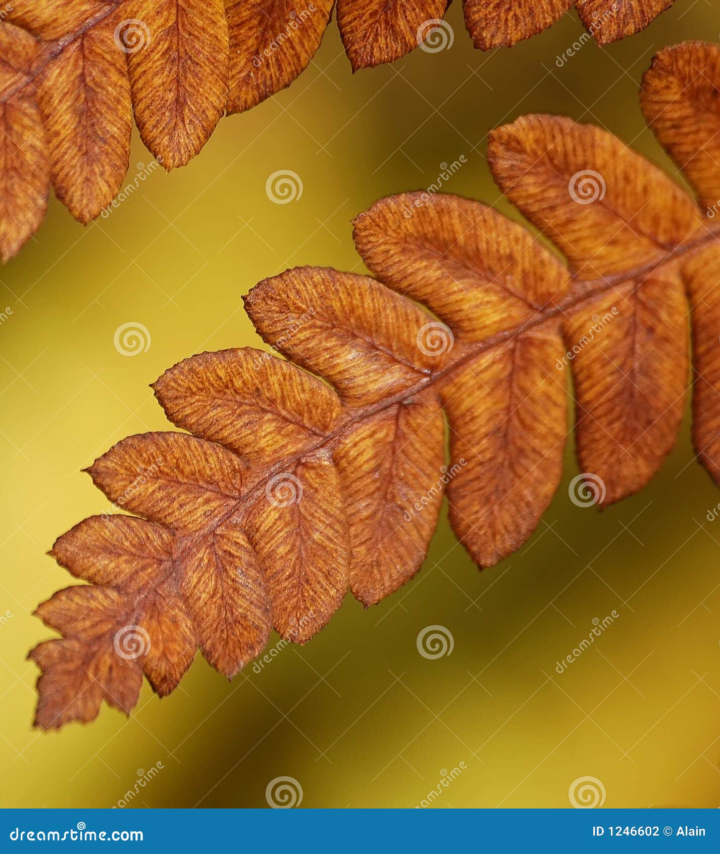 Dying Fern stock photo. Image of ecological, leaves, color - 1246602