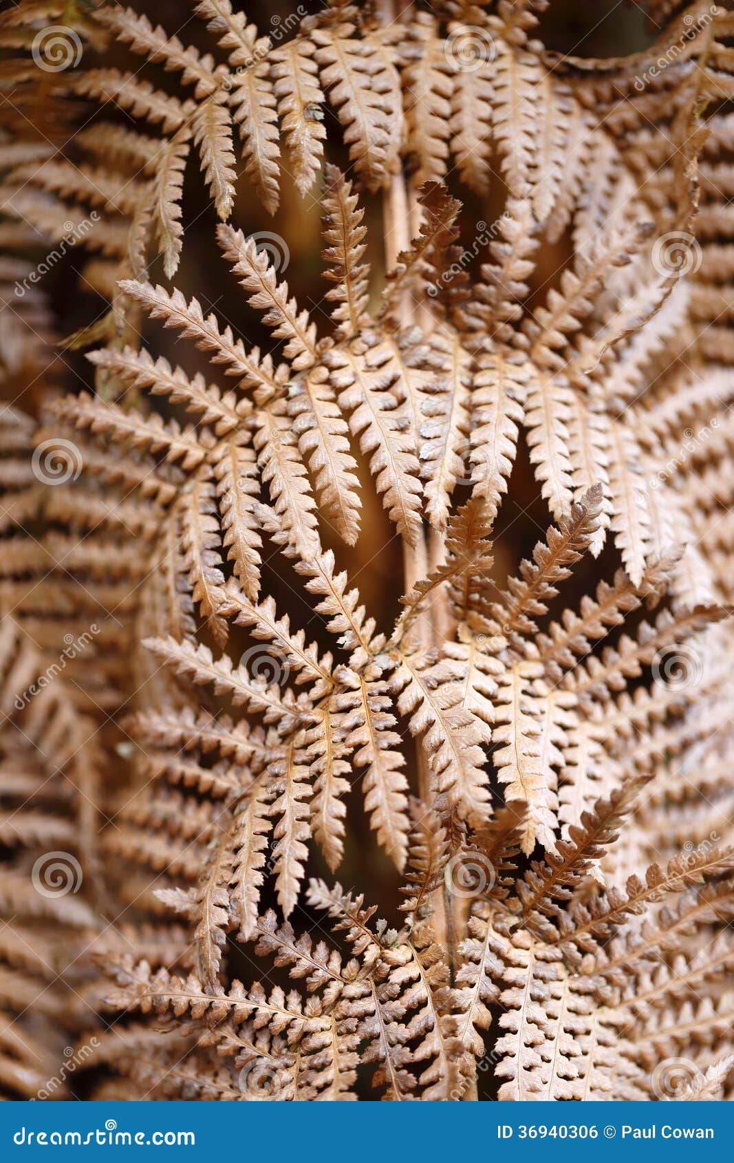 Dying fern background stock photo. Image of abstract - 36940306