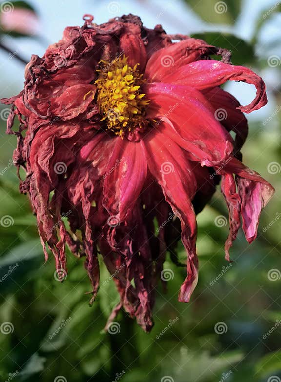 Dying flower stock image. Image of abused, bloom, abuse - 7604947