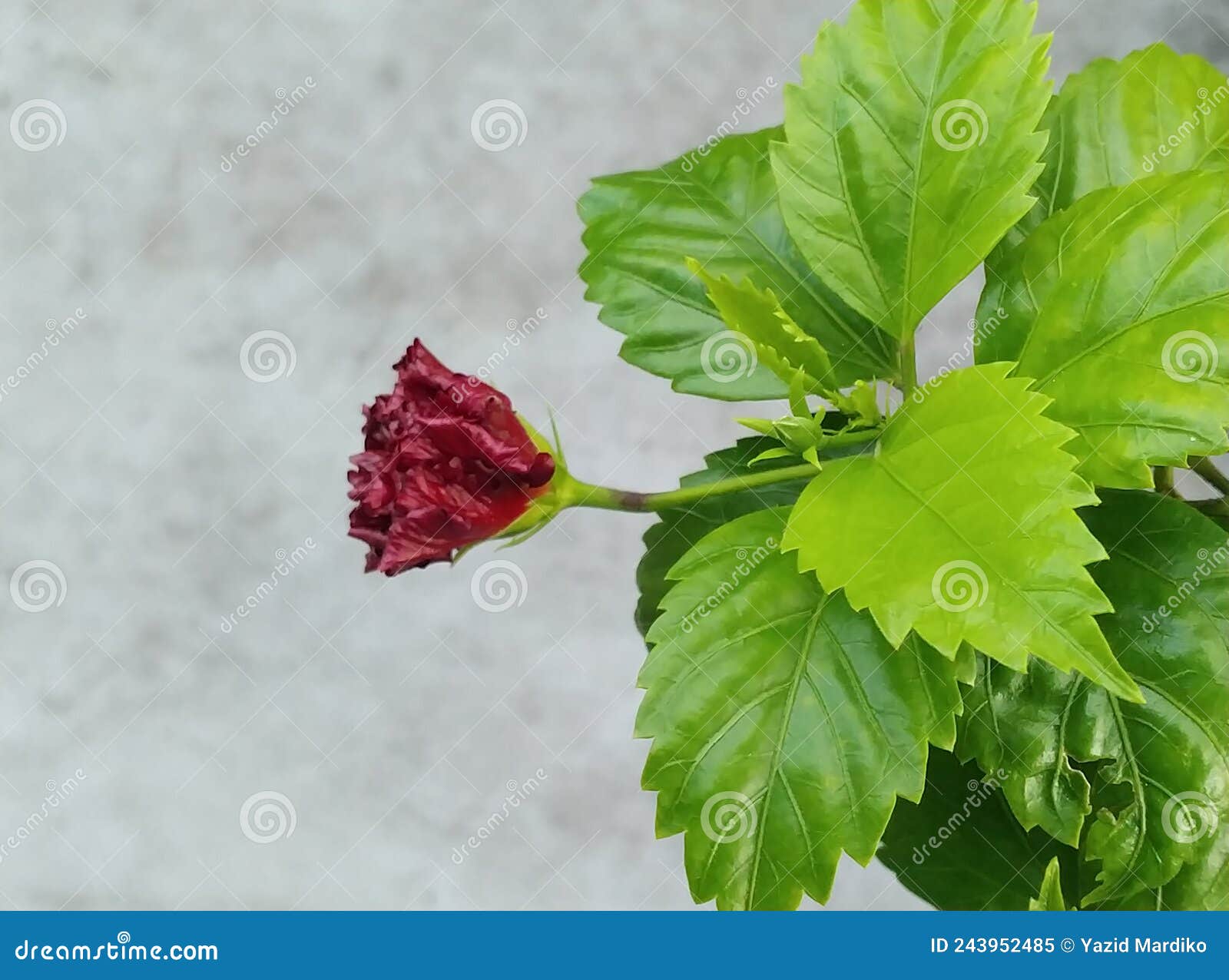 Dying flower garden stock image. Image of nature, dying - 243952485