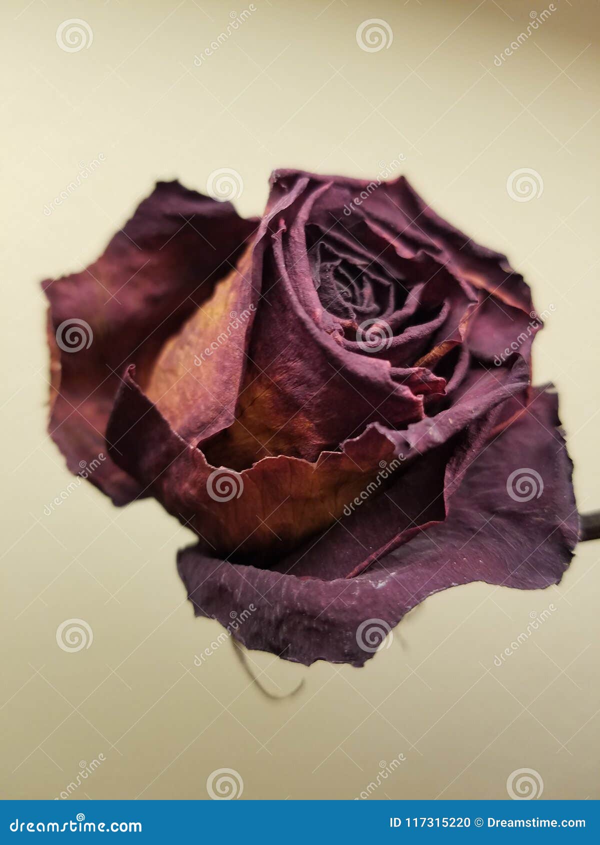 Dying flower stock photo. Image of dying, beautiful - 117315220