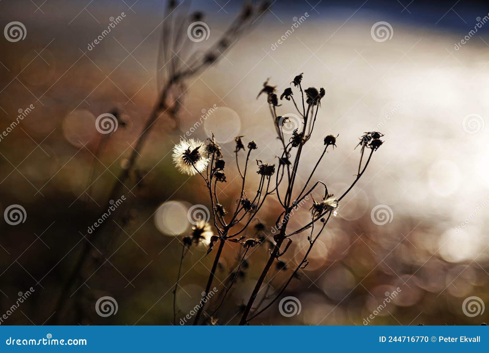 Dying Flowers in Backlight with Bokeh Background Stock Photo - Image of ...