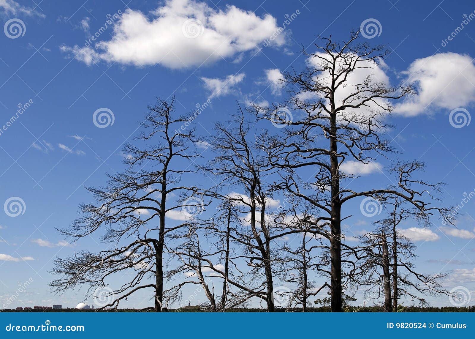 Dying forest stock photo. Image of barren, clouds, forest - 9820524