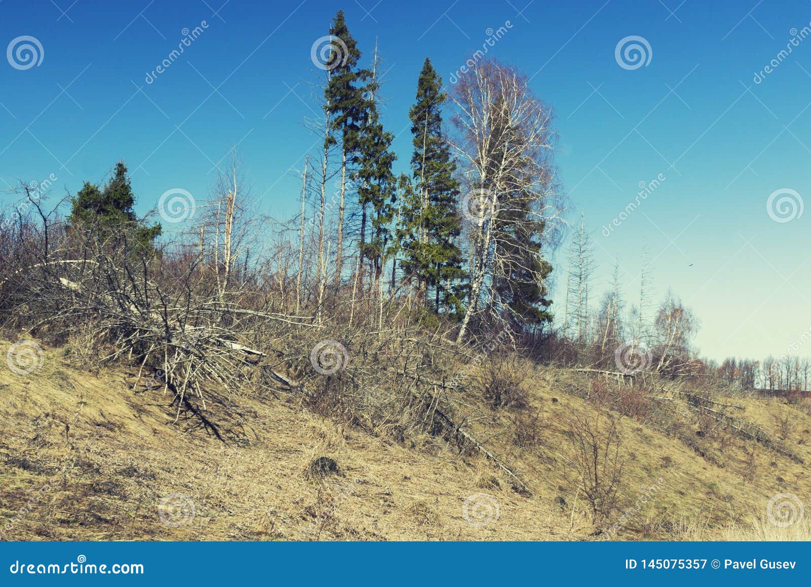 Dying Forest, Dead Trees Lie Stock Image - Image of tree, natural ...