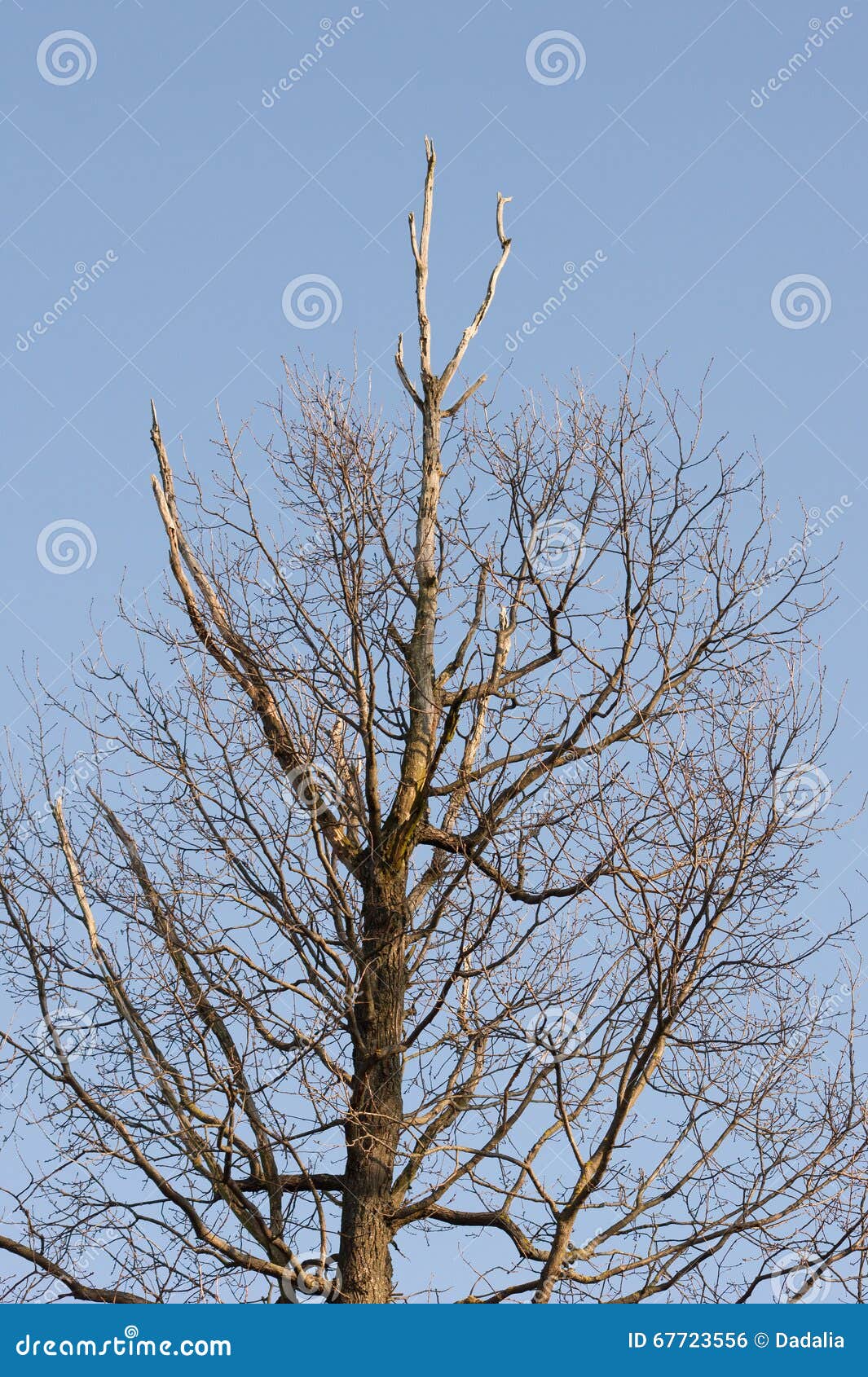 Dying forest trees stock photo. Image of environment - 67723556