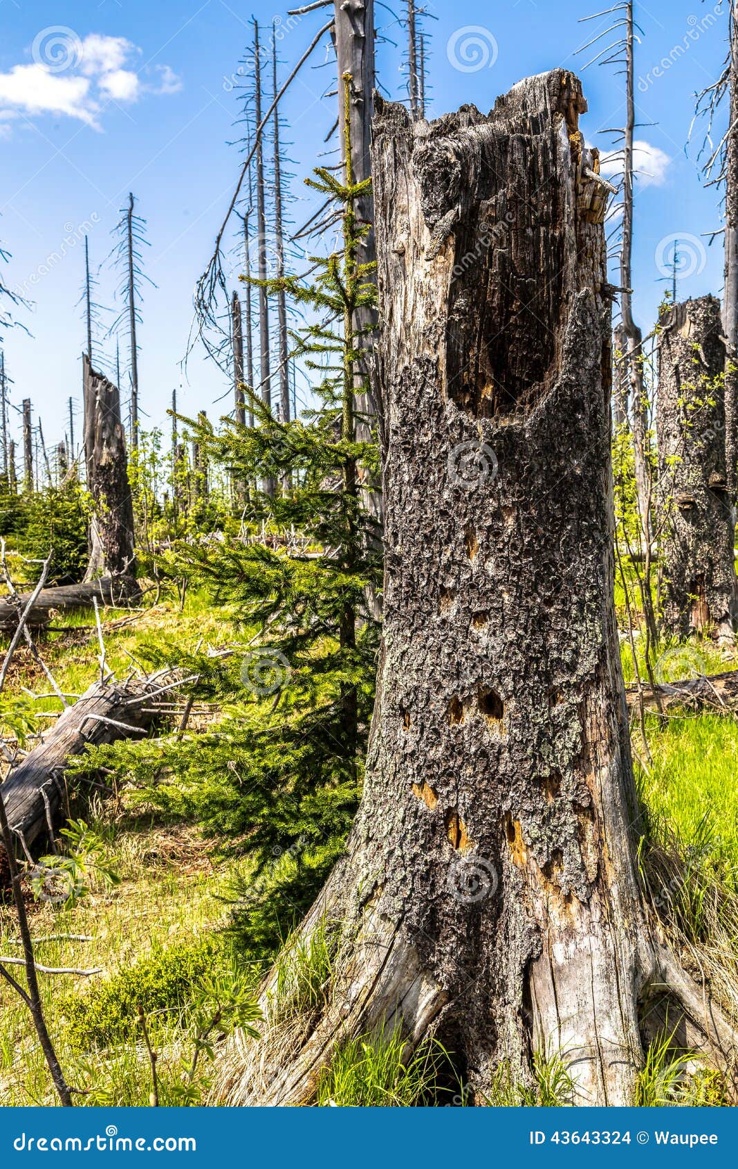 Dying forests stock photo. Image of environment, deforestation - 43643324