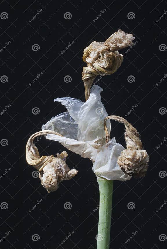 Dying Iris stock photo. Image of macro, flower, dying - 31053020