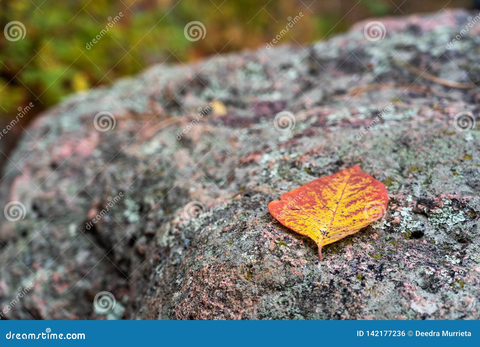 Dying leaf on a rock stock photo. Image of closeup, covered - 142177236
