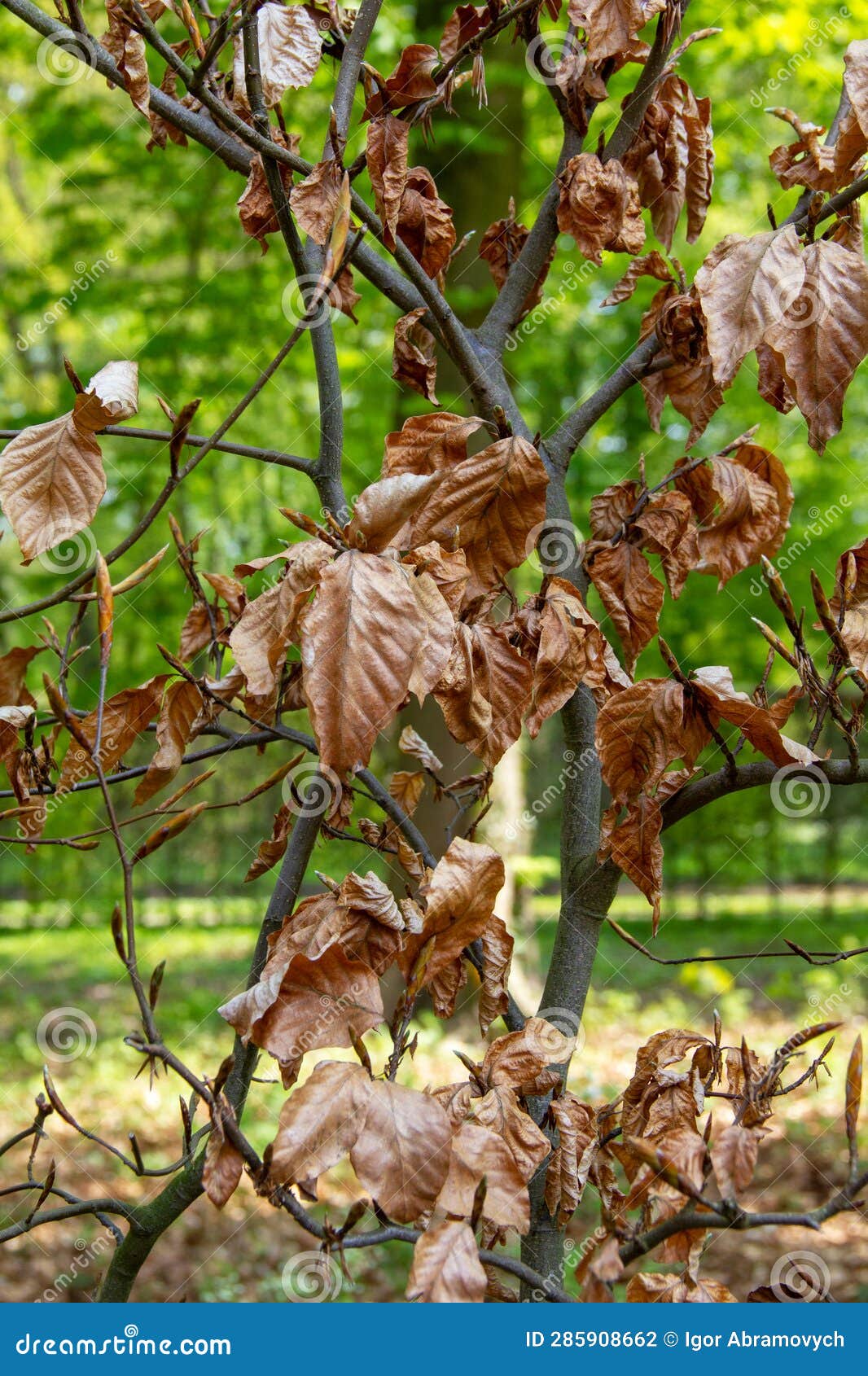 Withered leaves on a tree stock photo. Image of environment - 285908662
