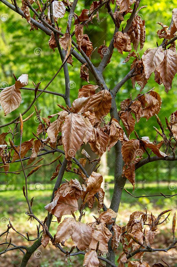 Withered leaves on a tree stock photo. Image of environment - 285908662