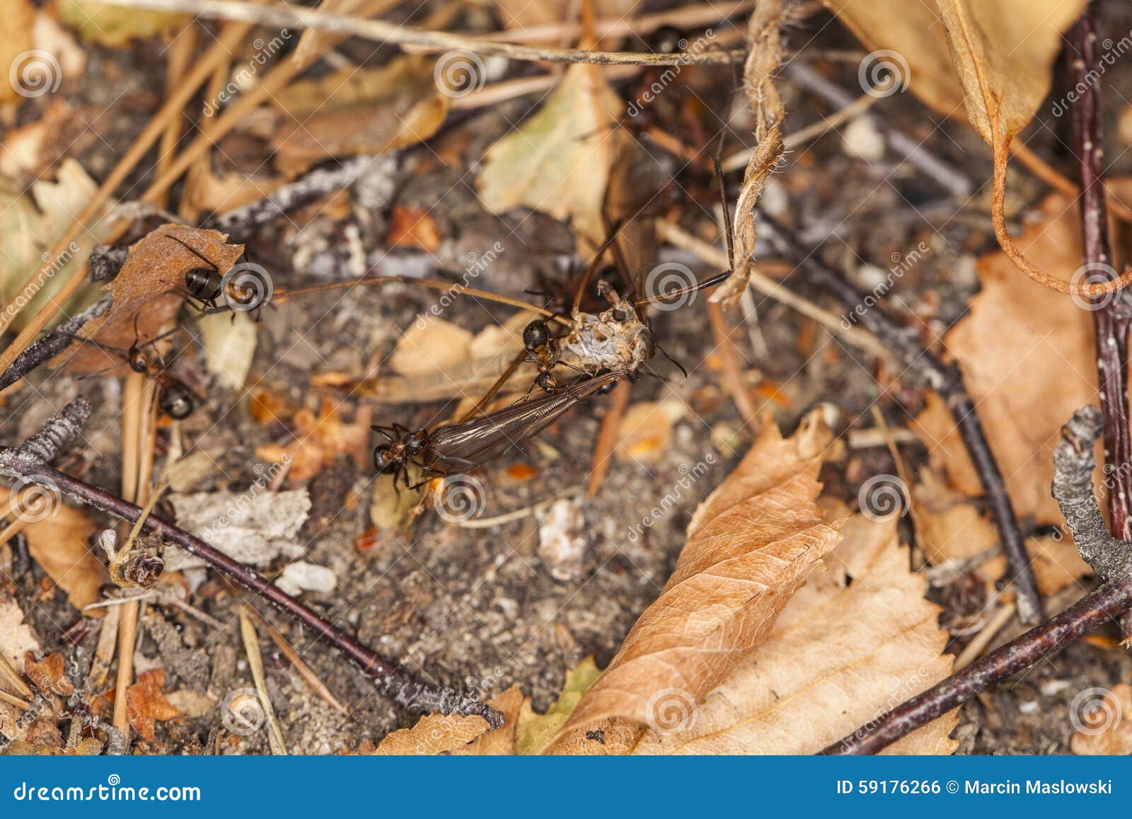 Dying mosquito stock photo. Image of supplies, bloodsucker - 59176266