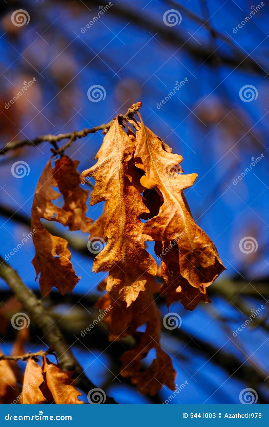 The Dying Oak stock image. Image of sunny, dried, blue - 5441003