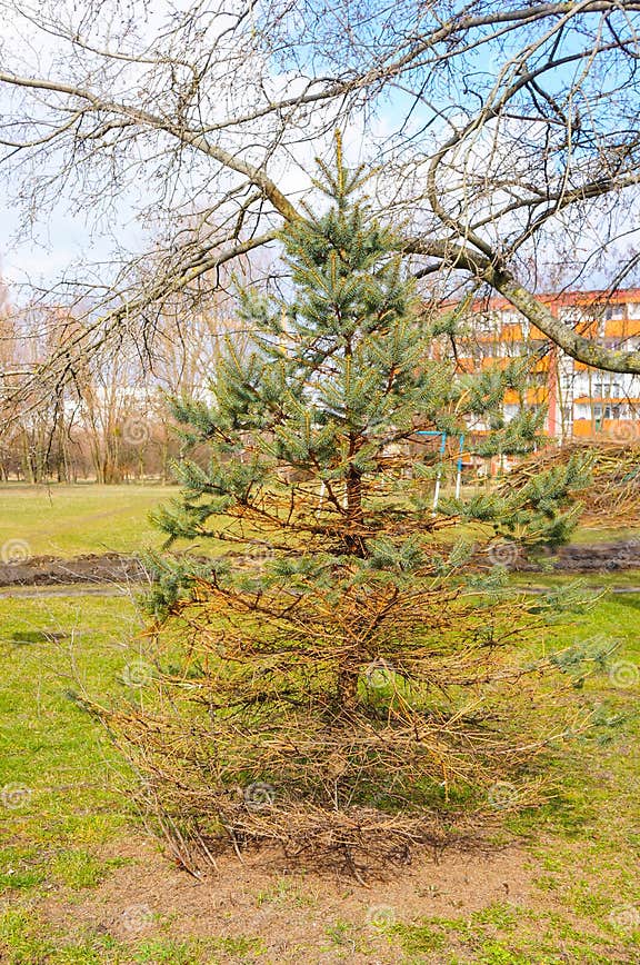 Dying pine tree in a park stock image. Image of grass - 234588213
