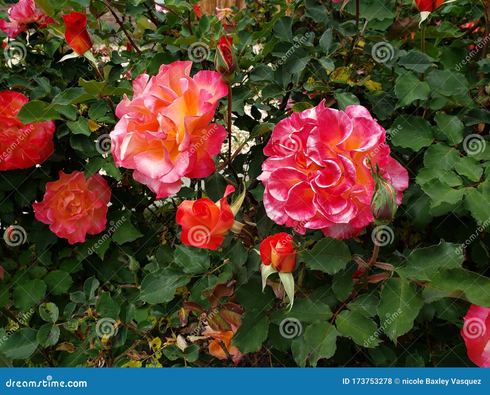 Dying Pink Roses among Buds Stock Photo - Image of floral, dying: 173753278