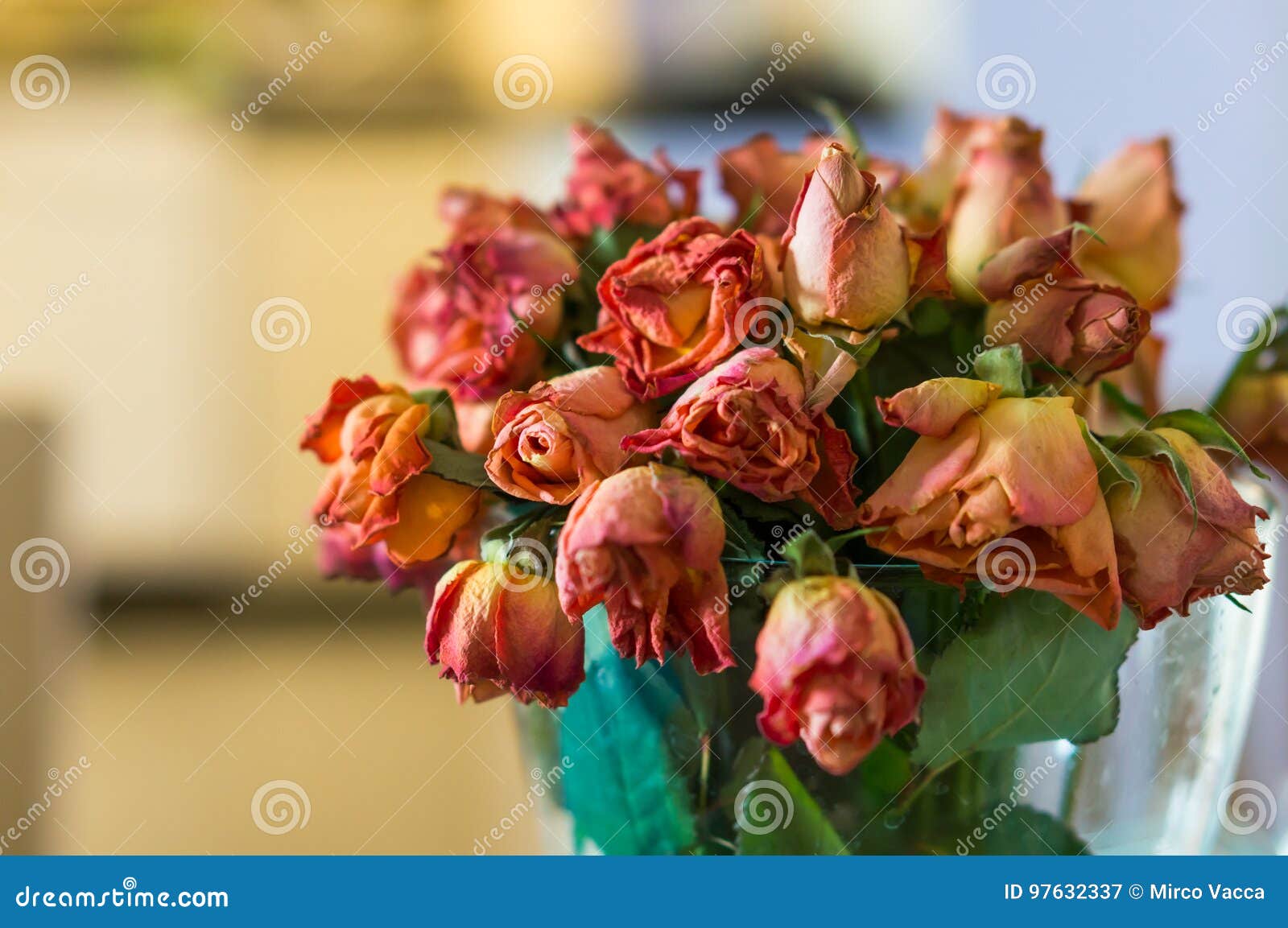 Dying Pink Rose Bloom With Dropped Petals Stock Photo | CartoonDealer ...