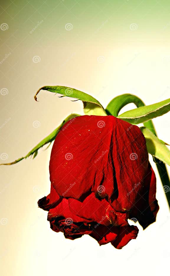 Dying rose stock image. Image of natural, thorns, leaf - 12231231