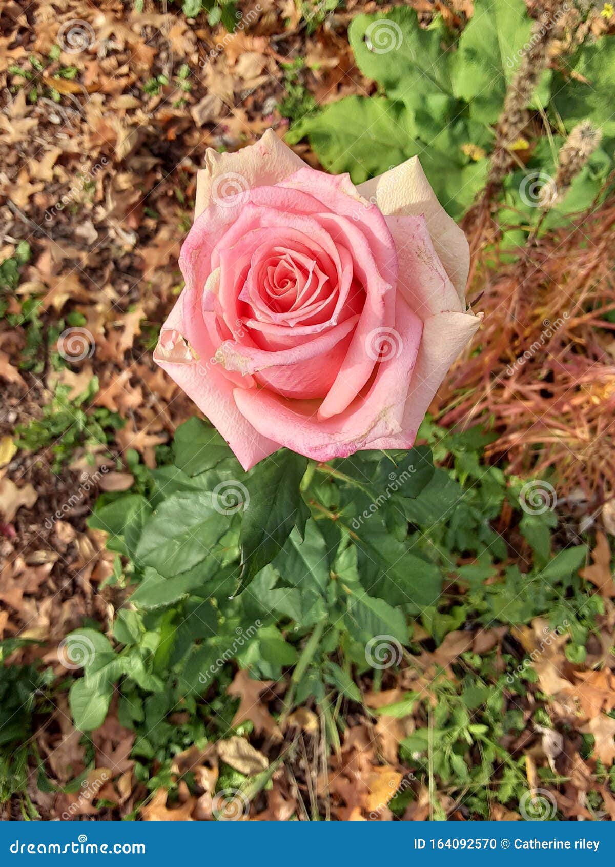 Dying rose in fall stock photo. Image of nature, white - 164092570